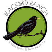 Barnyard Buddy Program – Blackbird Ranch Farm Sanctuary