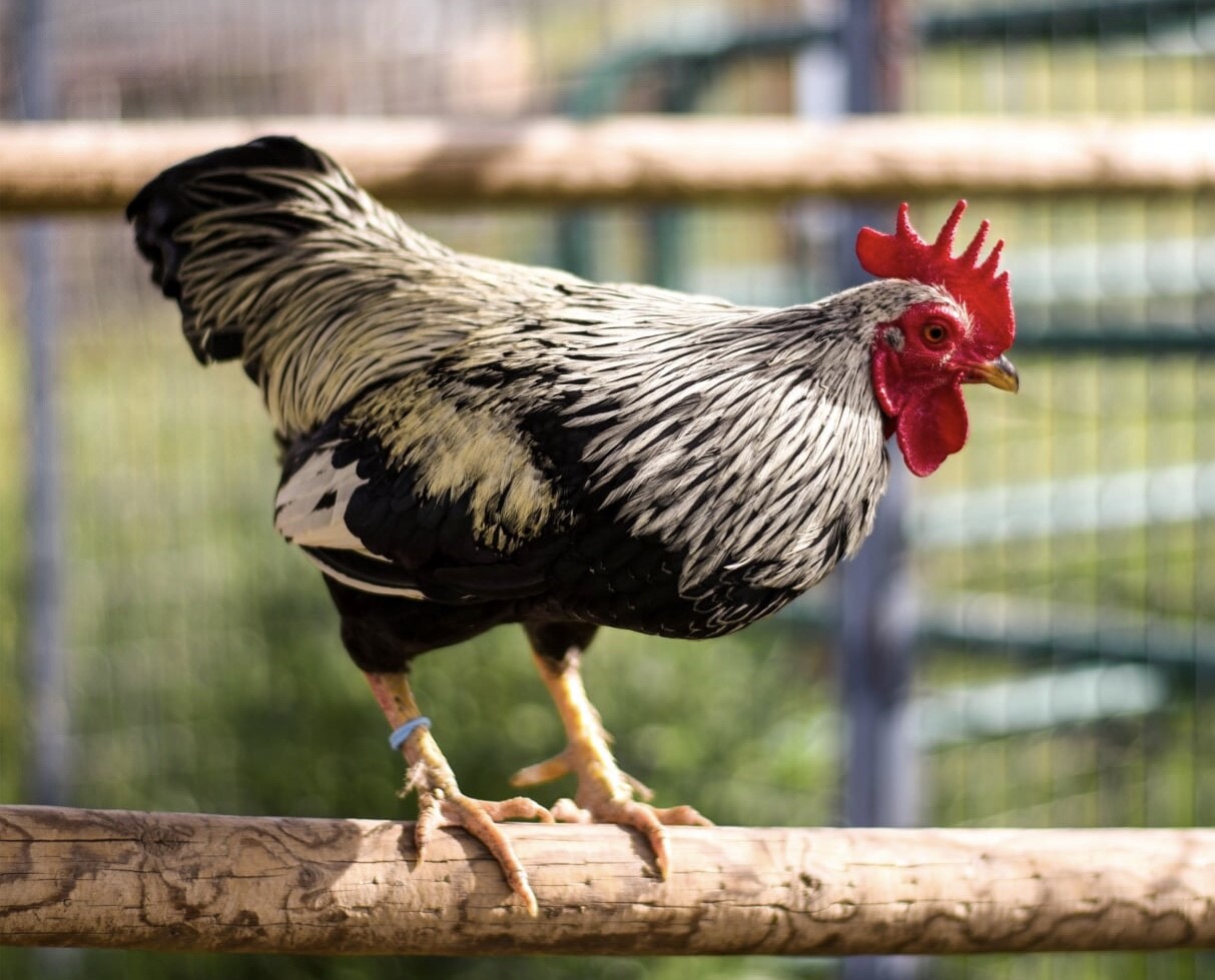 Chickens – Blackbird Ranch Farm Sanctuary
