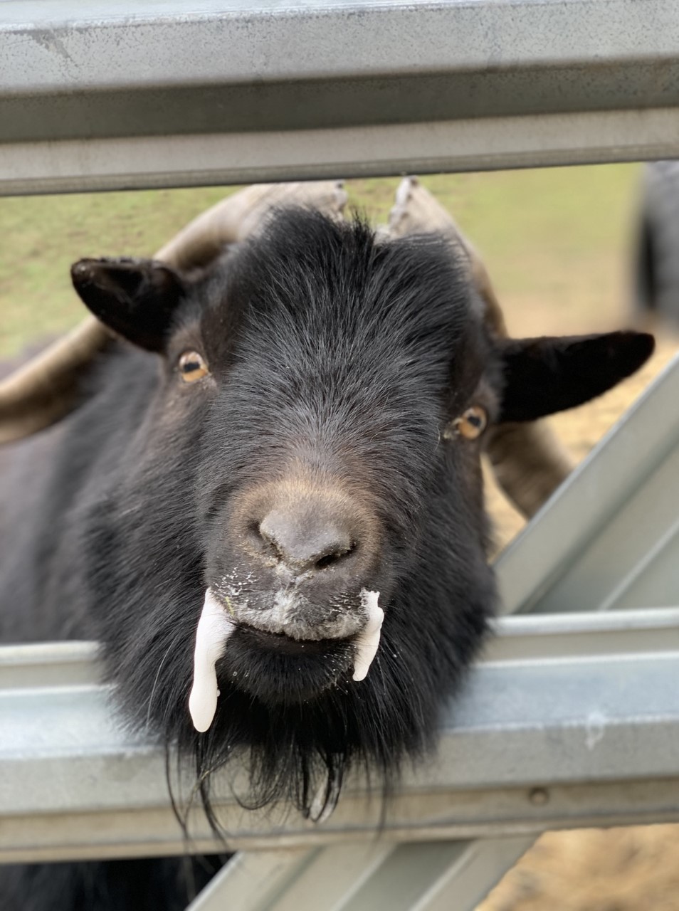 Goats – Blackbird Ranch Farm Sanctuary