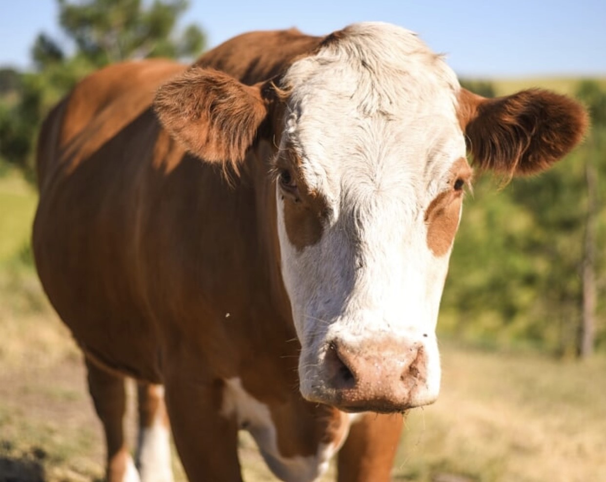Cows – Blackbird Ranch Farm Sanctuary