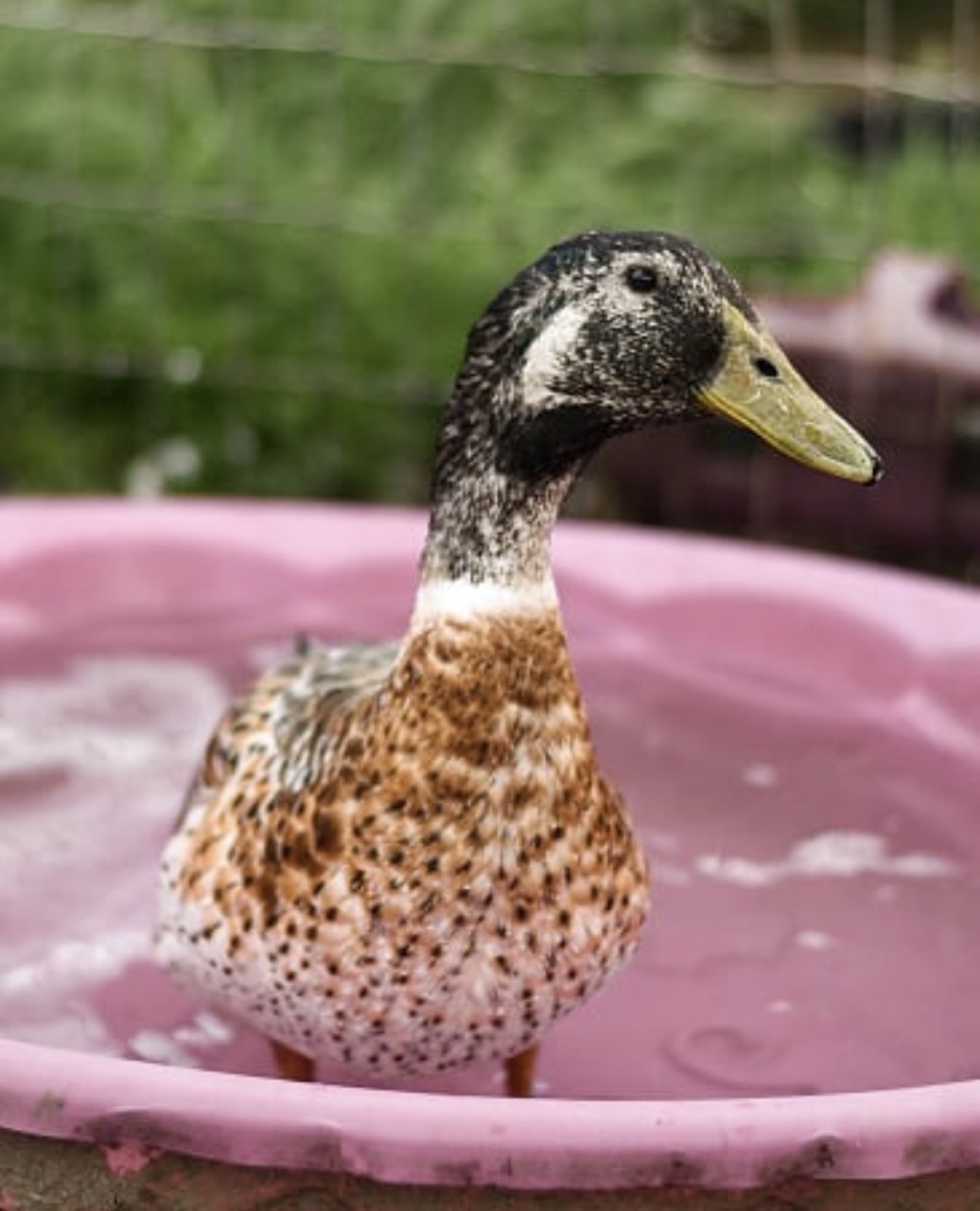 Ducks – Blackbird Ranch Farm Sanctuary