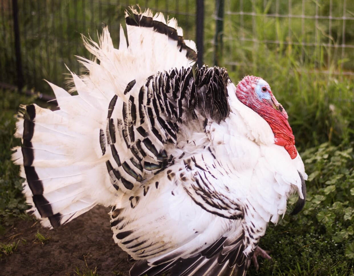 Turkeys – Blackbird Ranch Farm Sanctuary