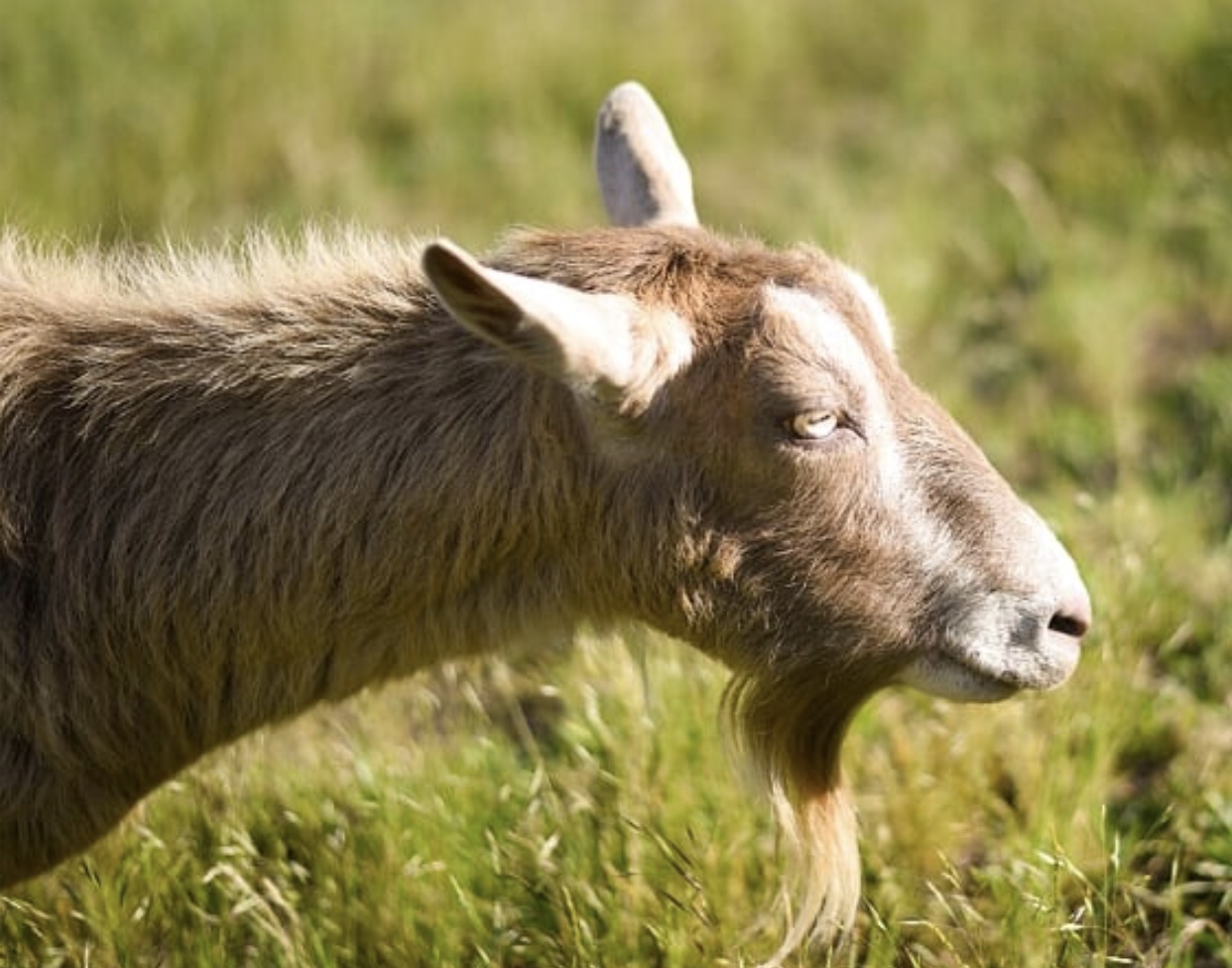 Goats – Blackbird Ranch Farm Sanctuary
