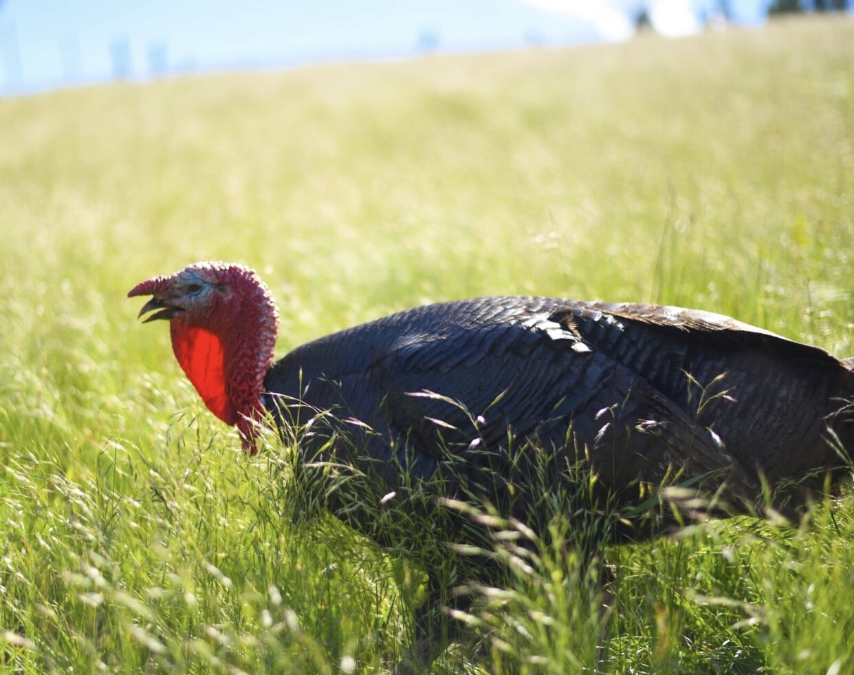 Turkeys – Blackbird Ranch Farm Sanctuary