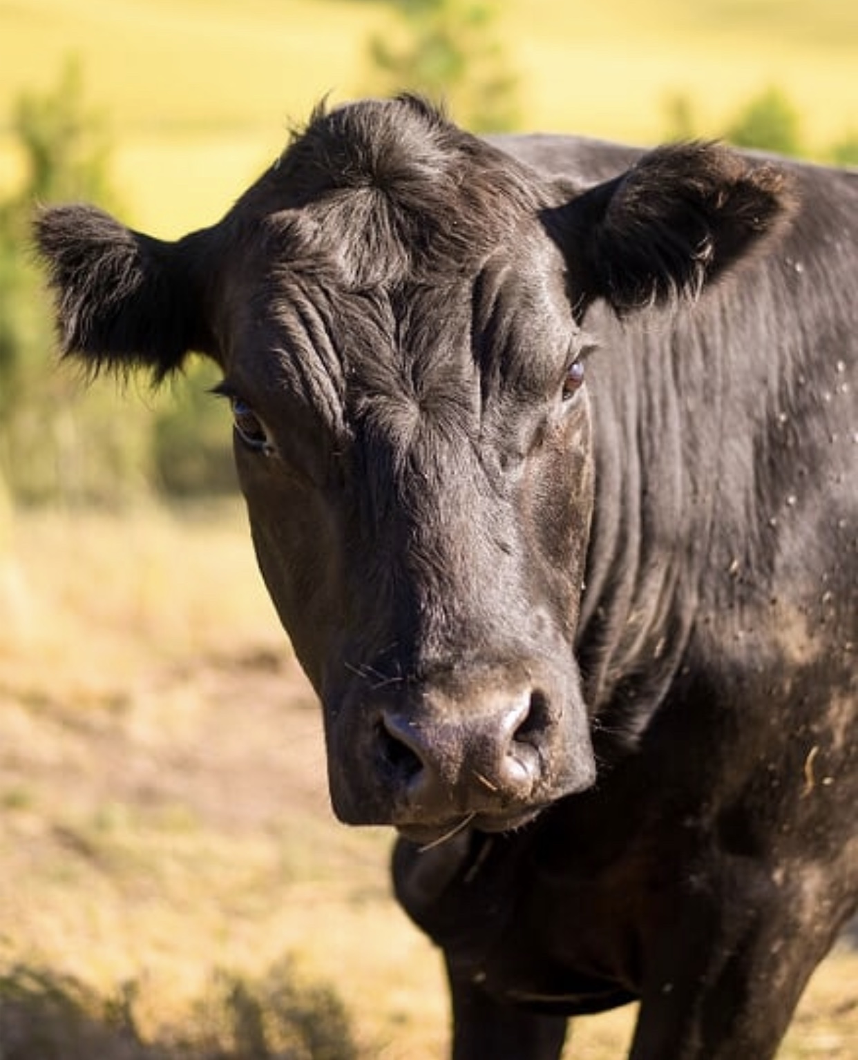 Cows – Blackbird Ranch Farm Sanctuary