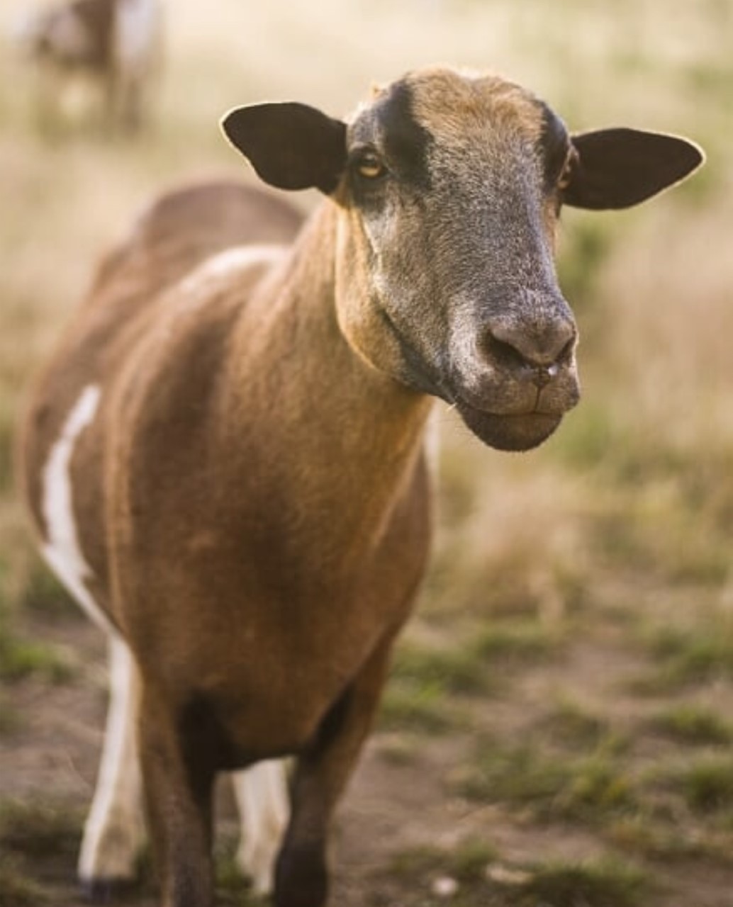 Sheep – Blackbird Ranch Farm Sanctuary