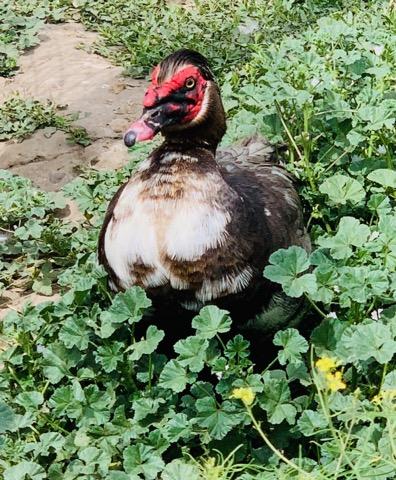 Ducks – Blackbird Ranch Farm Sanctuary