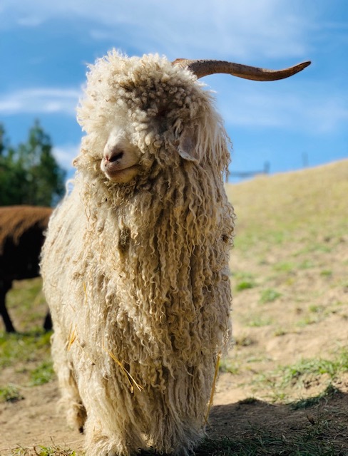 Goats – Blackbird Ranch Farm Sanctuary