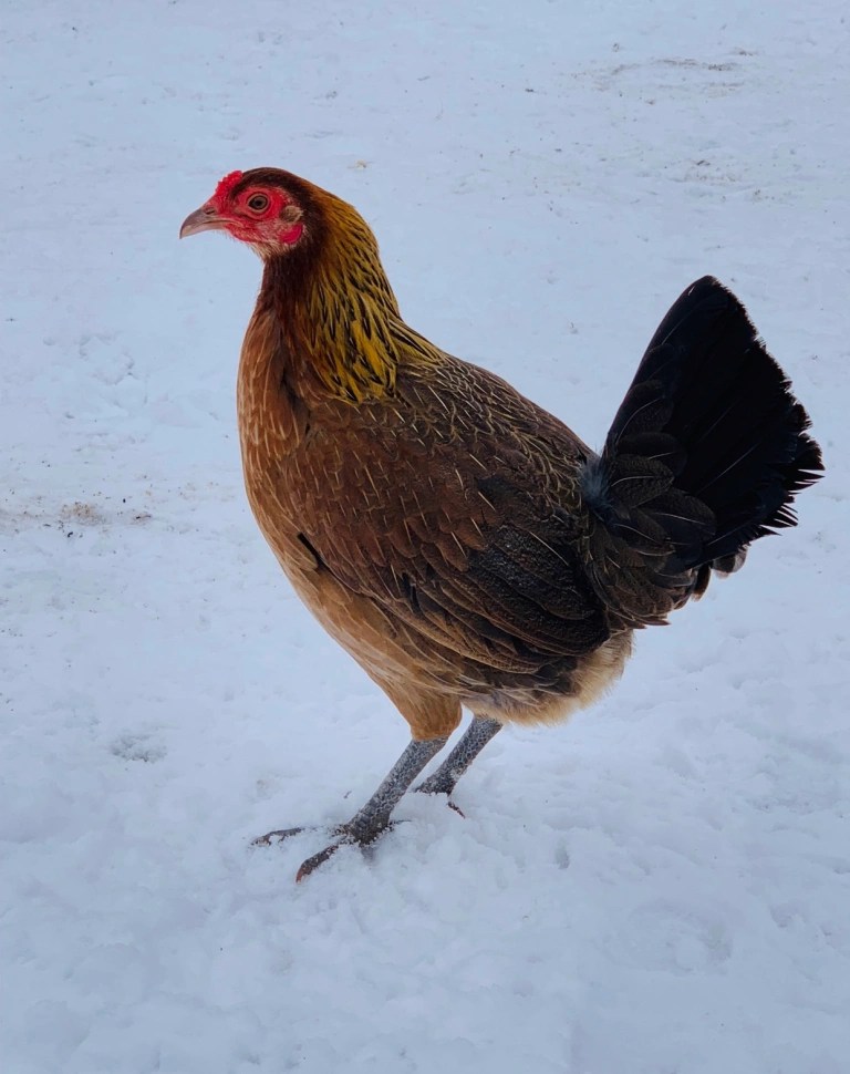 Angel Animals – Blackbird Ranch Farm Sanctuary